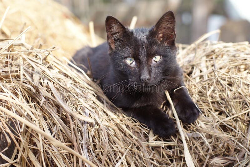 169 Cat Haystack Stock Photos - Free & Royalty-Free Stock Photos from ...