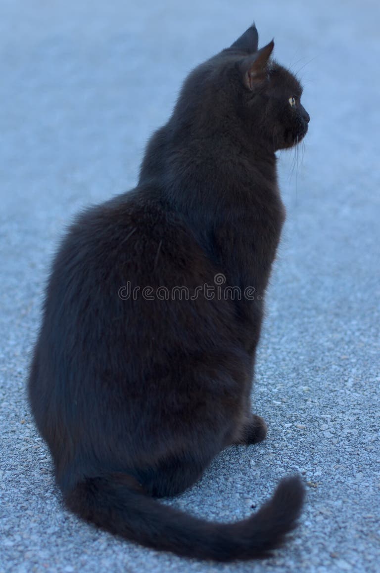 314 Black Cat Back Silhouette Stock Photos - Free & Royalty-Free Stock ...