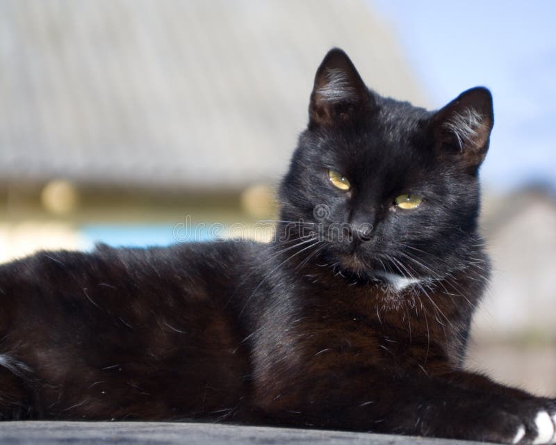 Black cat stock photo. Image of gazing, domestic, staring - 10076856