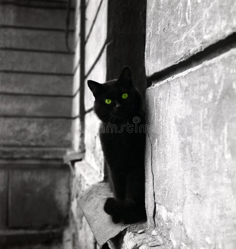 Bad luck cats stock image. Image of double, standing - 15064743