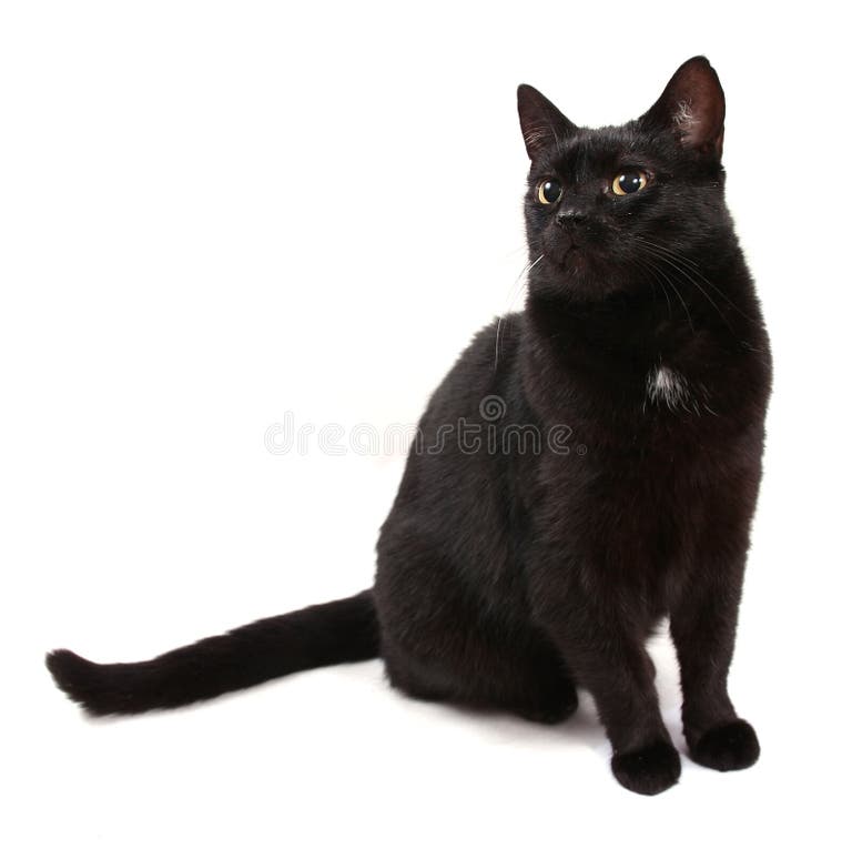 314 Black Cat Back Silhouette Stock Photos - Free & Royalty-Free Stock ...
