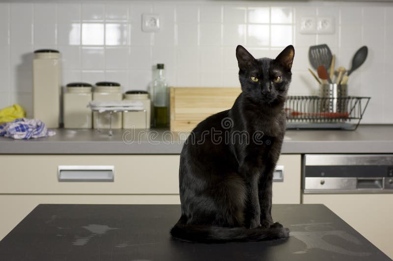 2,271 Black Cat Kitchen Stock Photos - Free & Royalty-Free Stock Photos ...