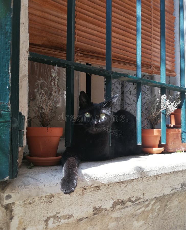 Black cat stock photo. Image of window, black, outside - 91125120