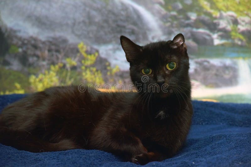 Black cat at the age of 15 stock image. Image of copy - 233092775