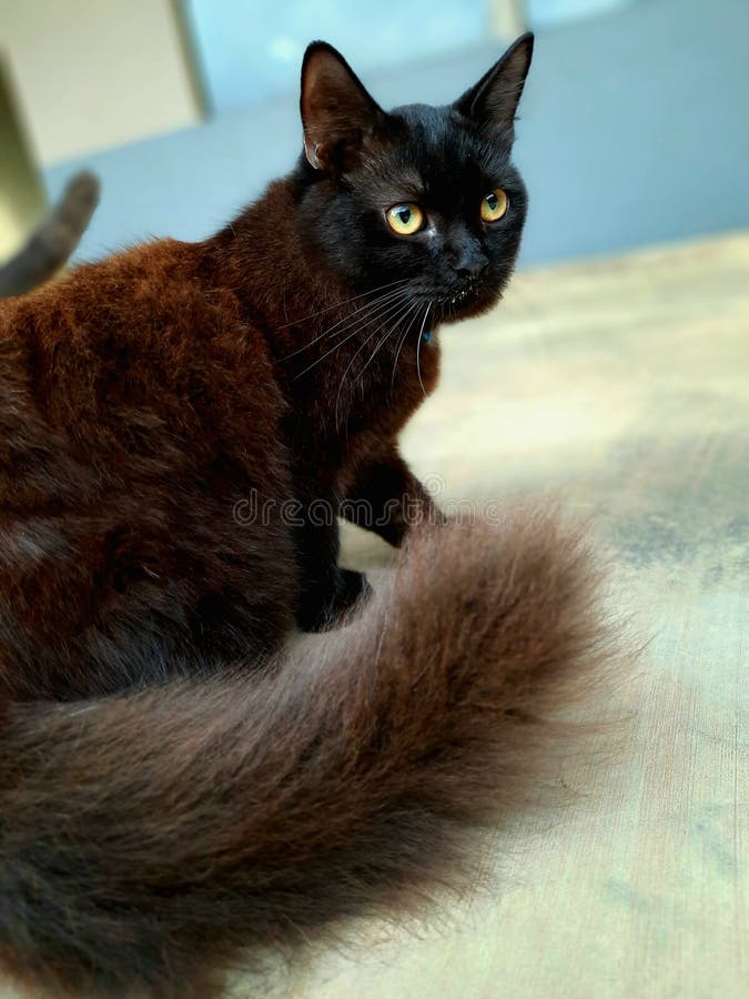 The Black Cat is Angry and Ready To Pounce Stock Image - Image of ...