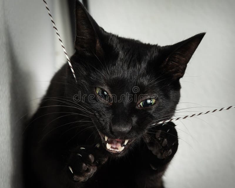 Black Cat Attacking Playing with String Showing Teeth and Claws Stock ...