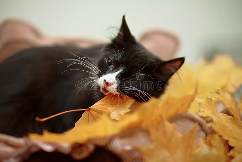 Black Cat with Autumn Leaves. Stock Photo - Image of kitten, mammal ...