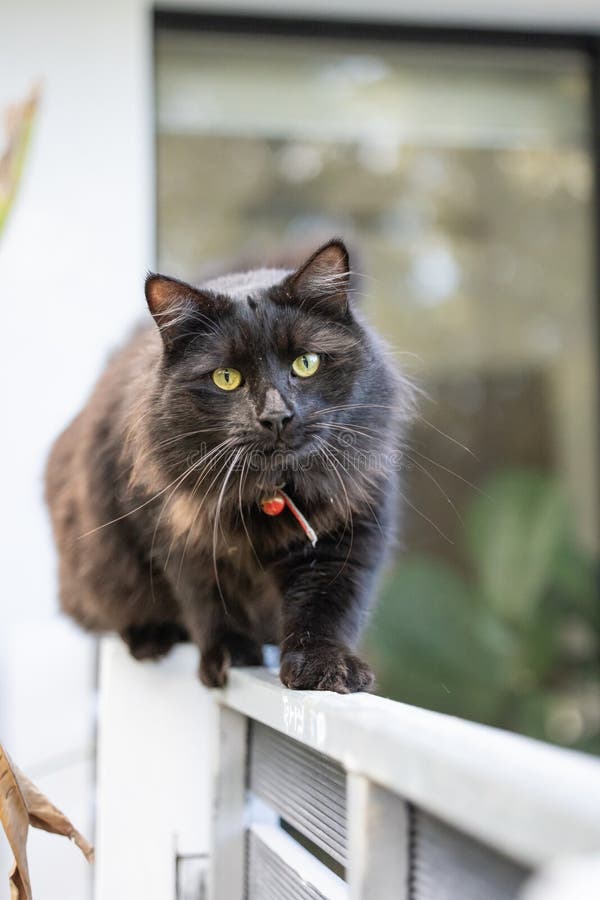 Black Cat Balancing on White Fence with Serious Watchful Expression ...