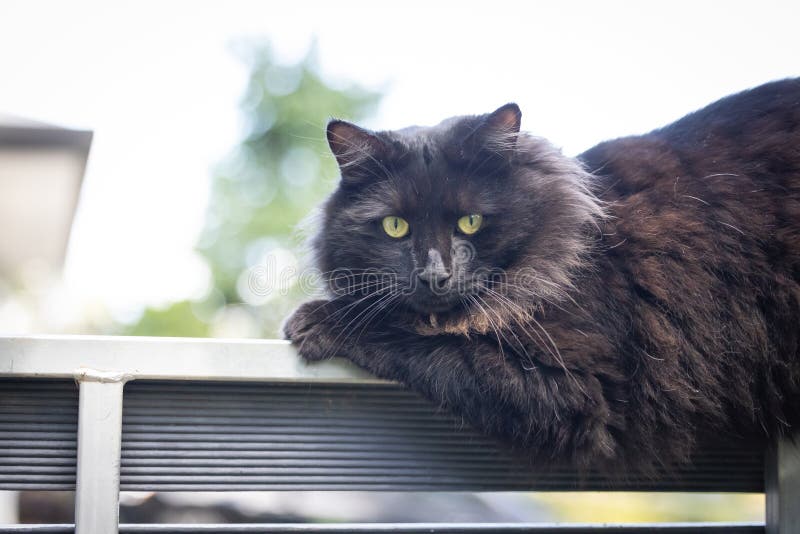 Black Cat Balancing on White Fence with Serious Watchful Expression ...