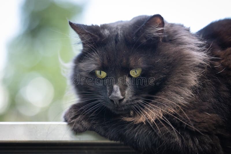 Black Cat Balancing on White Fence with Serious Watchful Expression ...