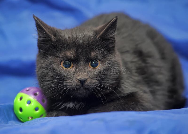 Black cat and a ball stock photo. Image of alone, female - 37248872