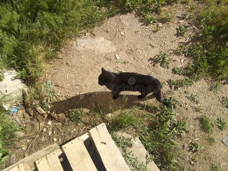 Black cat walking away 3 stock image. Image of walking - 150157229