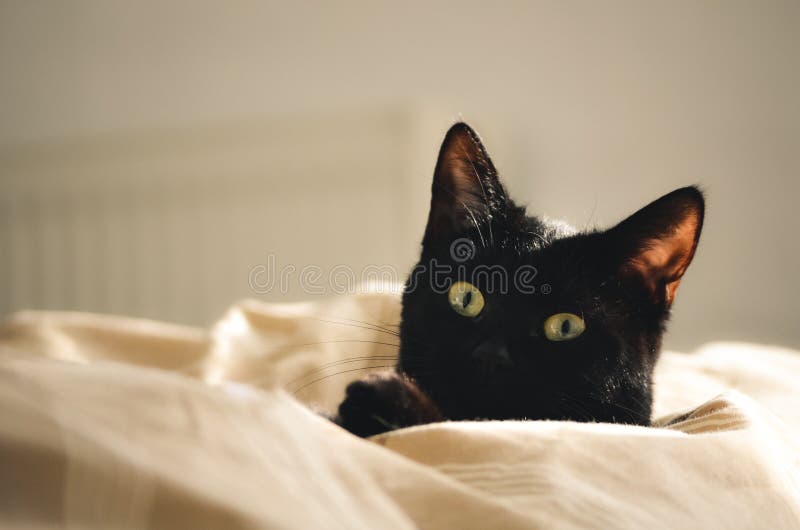 Kitty cat sheets on bed stock photo. Image of blanket - 13709782