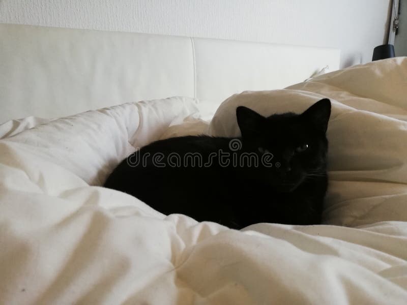 Black Cat in Bed Snoozing Sleeping Stock Photo - Image of nose, black ...