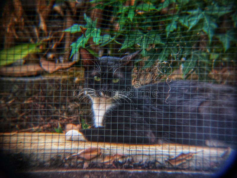 Black cat behind wire mesh stock image. Image of wire - 292916681