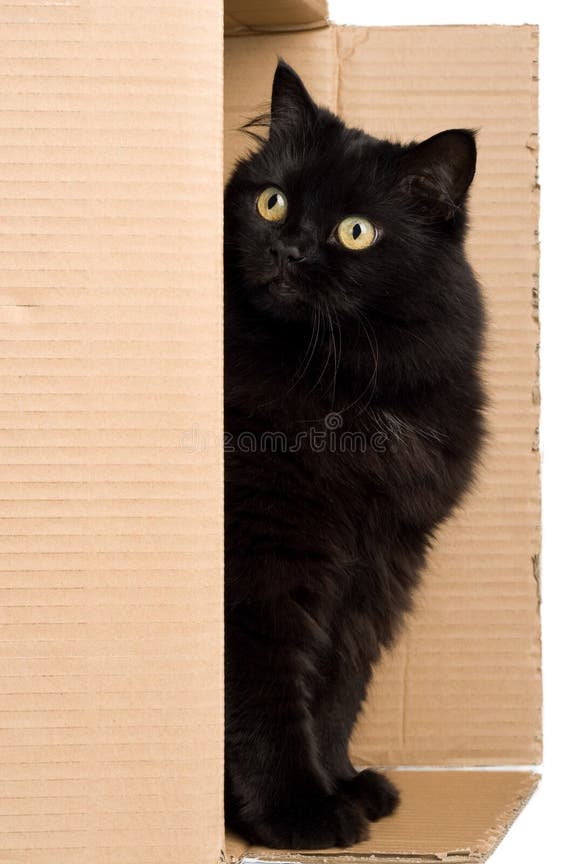 Black cat in box stock photo. Image of fluffy, case, black - 6772484