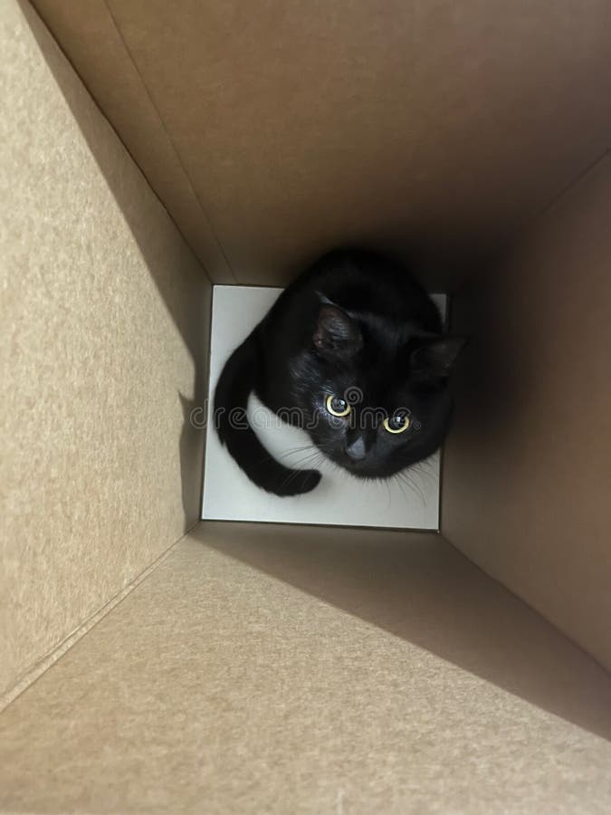 Black cat in a box stock image. Image of animal, floor - 264197491