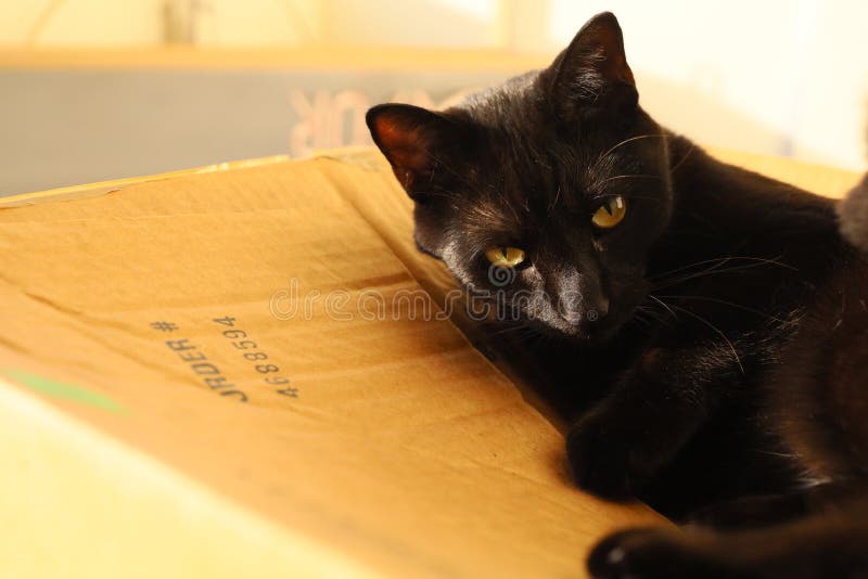 Black cat on a box stock image. Image of nose, animal - 246798411
