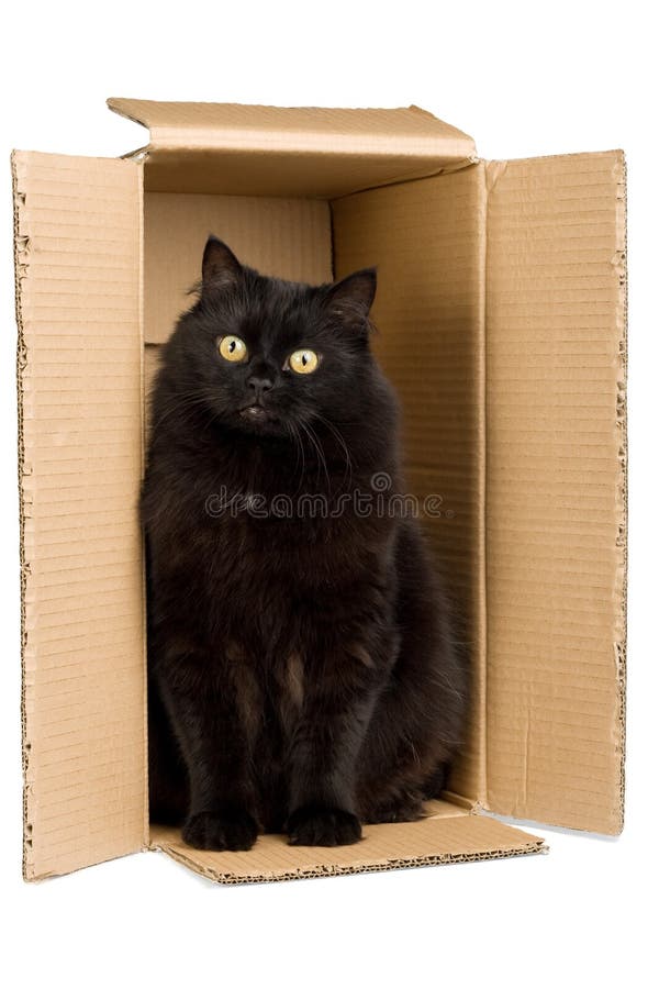 Black cat in box isolated stock image. Image of friendship - 6772481