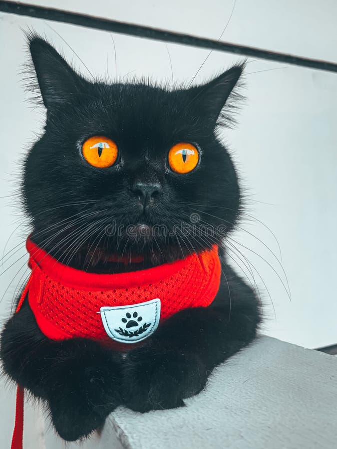 Britishcats Stock Photos - Free & Royalty-Free Stock Photos from Dreamstime