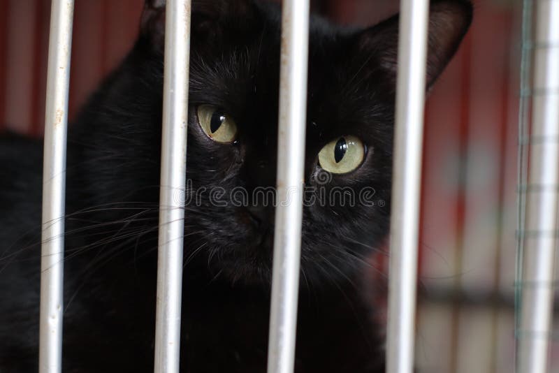 The black cat in cage stock photo. Image of waiting - 261656750