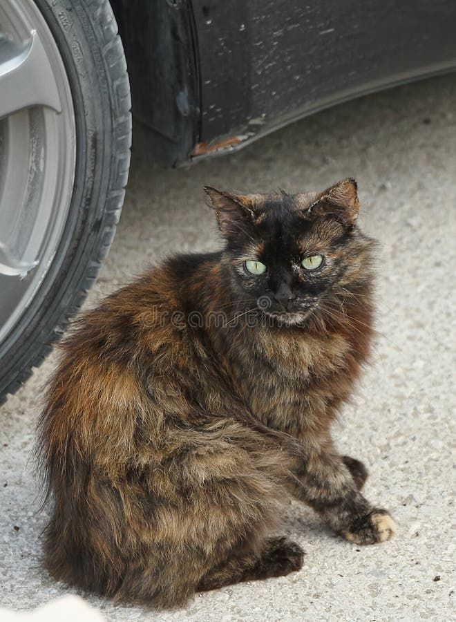 Black cat by car stock photo. Image of black, hirsute - 92059418
