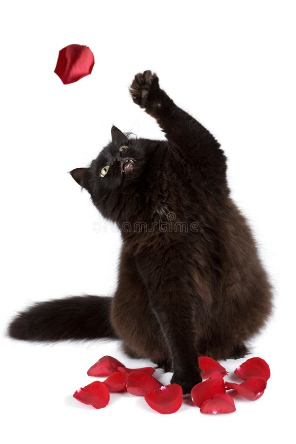 Black Cat Catching Rose Petal Isolated Stock Image - Image of hair ...