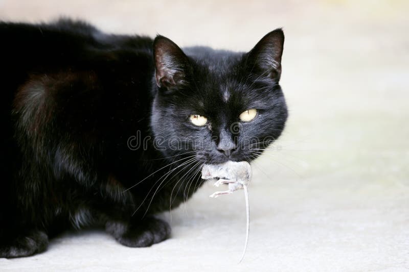 Black Cat Eating Mouse