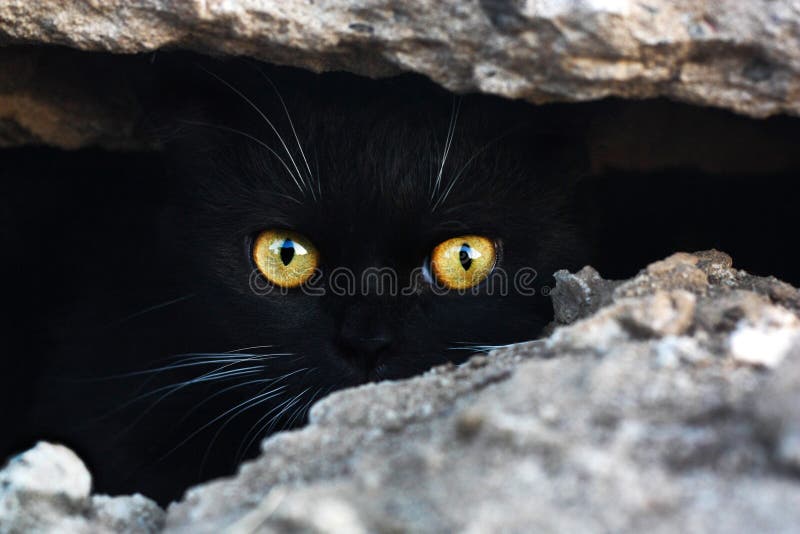 Black cat stock image. Image of like, fire, glow, halloween - 78310395