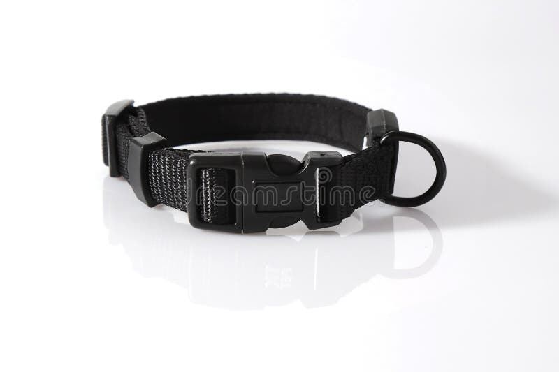 Pet Nack Stock Photos - Free & Royalty-Free Stock Photos from Dreamstime