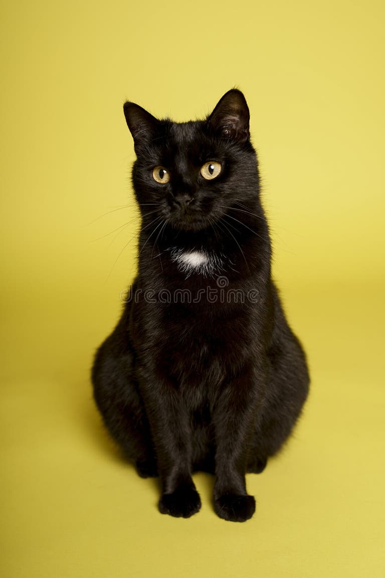 Happy Friday Cats Stock Photos - Free & Royalty-Free Stock Photos from ...