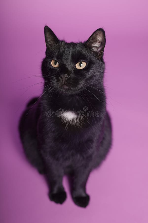 Happy Friday Cats Stock Photos - Free & Royalty-Free Stock Photos from ...