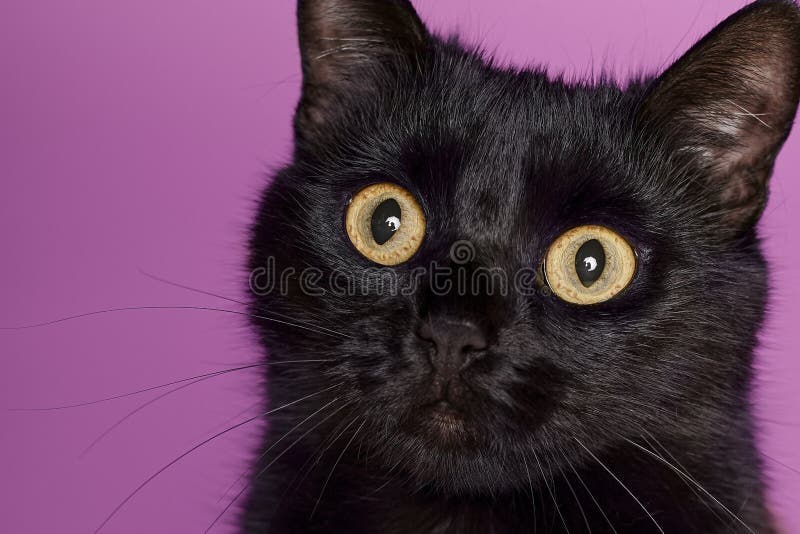 Happy Friday Cats Stock Photos - Free & Royalty-Free Stock Photos from ...