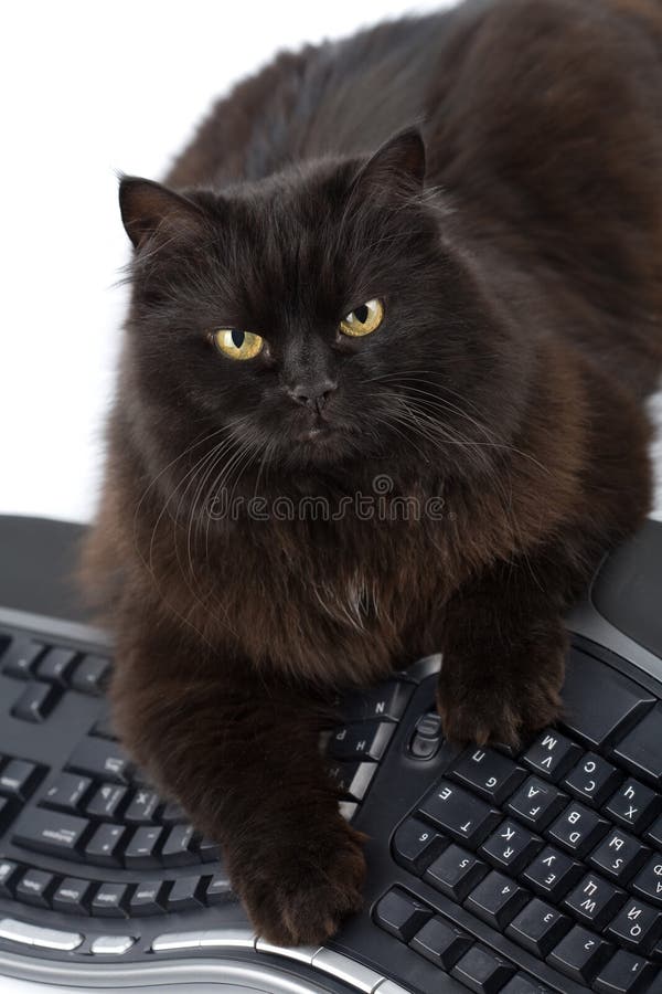 Black Cat and Computer Isolated Stock Image - Image of animal ...