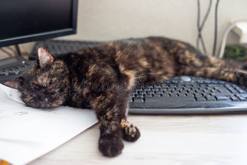 Black Cat with Computer Keyboard Lying on the Table Stock Photo - Image ...