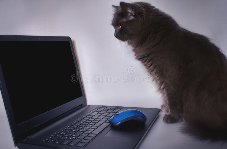 Black Cat with a Computer on the Table Stock Image - Image of drink ...
