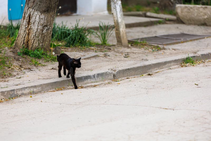 Black Cat. the Concept of Superstition Stock Photo - Image of looking ...