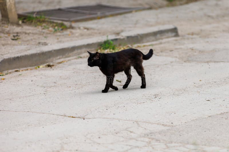 Black Cat. the Concept of Superstition Stock Image - Image of look ...