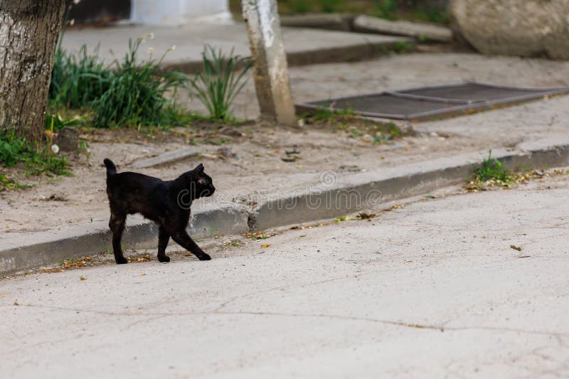 Black Cat. the Concept of Superstition Stock Image - Image of charming ...