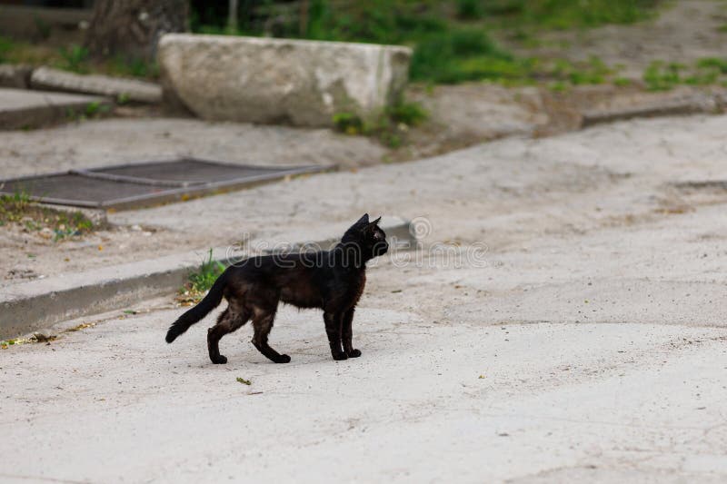 Black Cat. the Concept of Superstition Stock Image - Image of playful ...