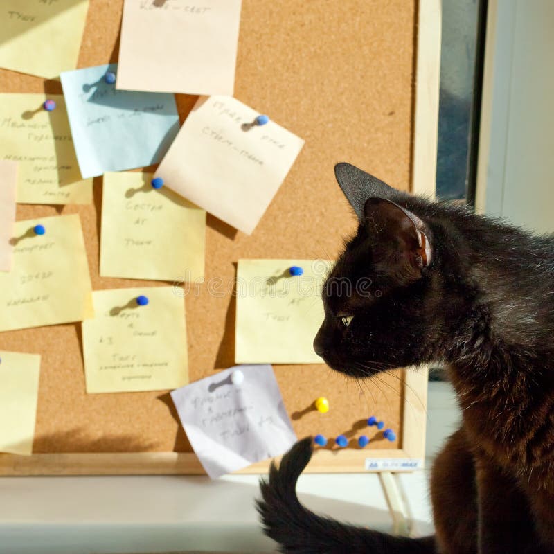 Black Cat and Cork Note Board Stock Photo - Image of conceptual, board ...