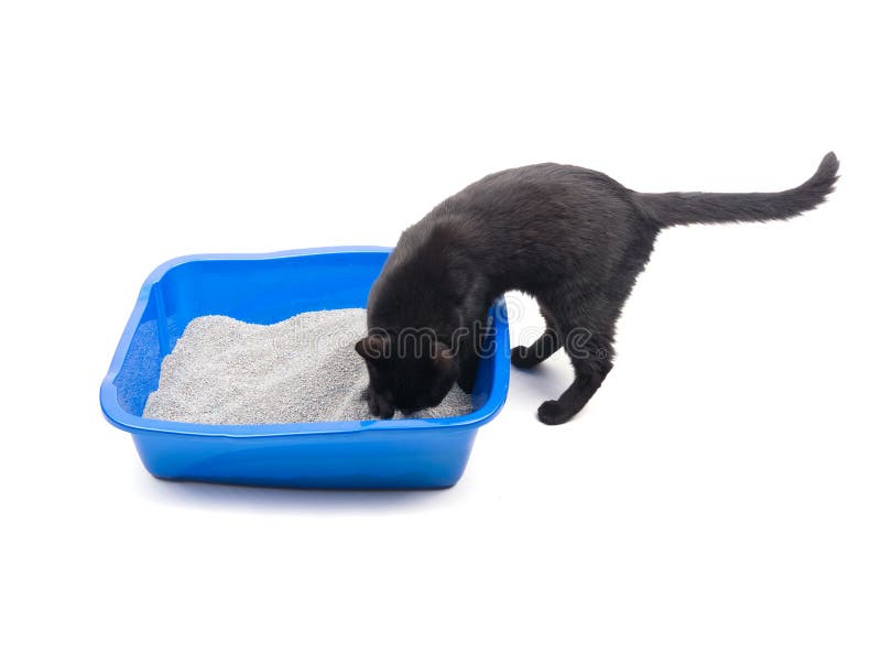 Black Cat Covering Her Urine Stock Photo - Image of gray, studio: 99921822