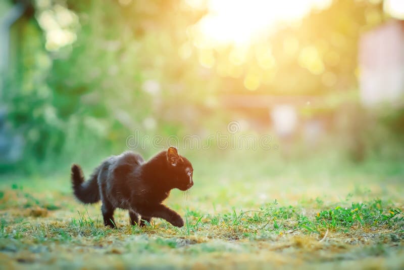 382 Cat Creeping Photos - Free & Royalty-Free Stock Photos from Dreamstime