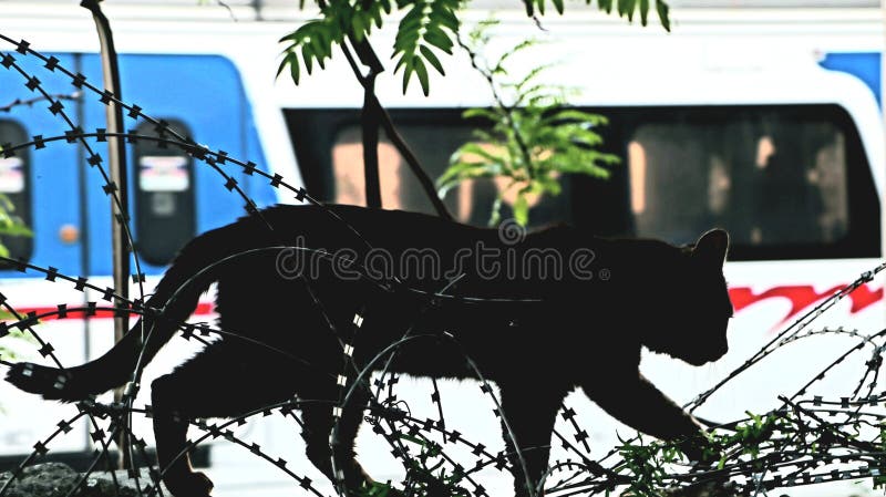Black Cat Crossing the Barbed Wire at Izmir Train Station Stock Photo ...