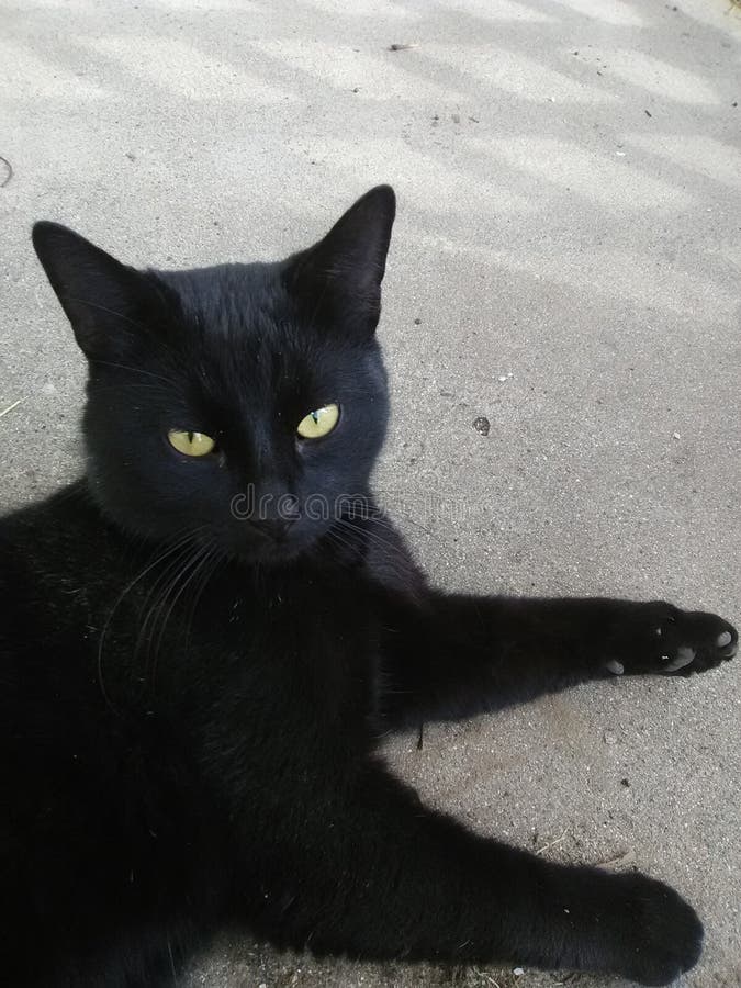 1,648 Black Cat Path Stock Photos - Free & Royalty-Free Stock Photos ...
