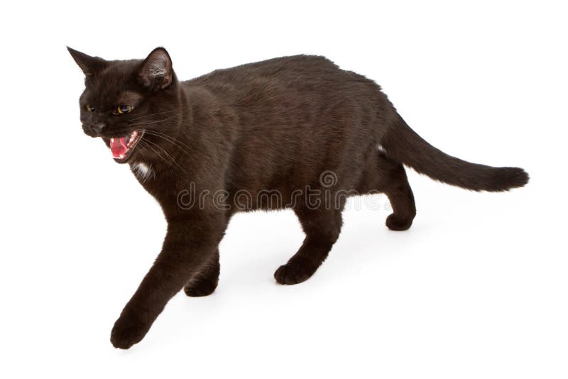 Black Cat Crossing Your Path Stock Photo - Image of domestic, cute ...