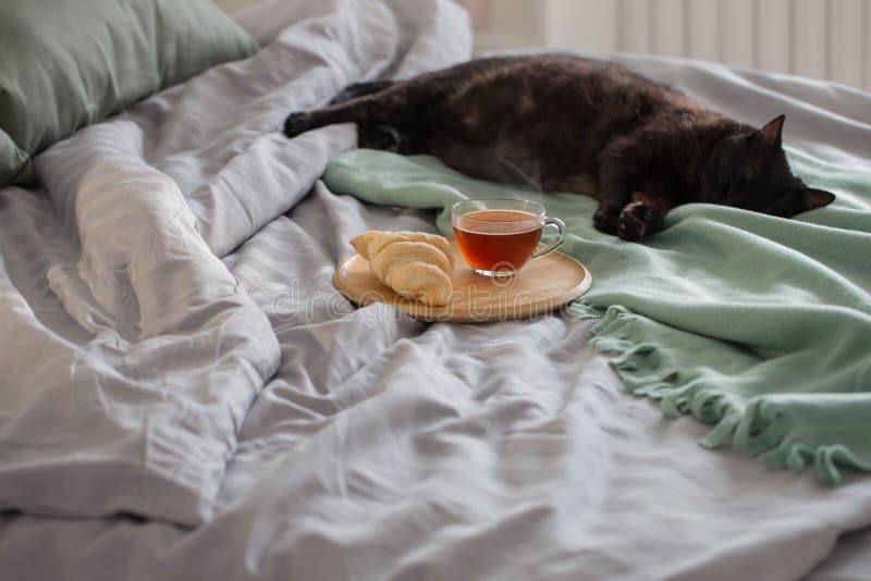 The Black Cat with Cup of Tea on Bed Stock Image - Image of comfortable ...
