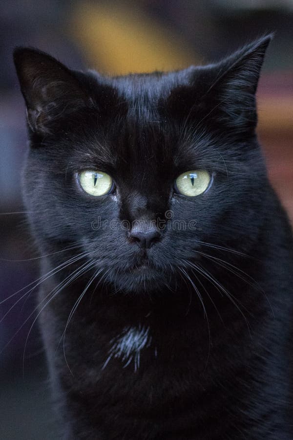 Black cat stock photo. Image of majestic, detailed, black - 83863158