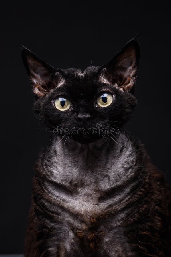 322 Black Devon Rex Photos - Free & Royalty-Free Stock Photos from ...