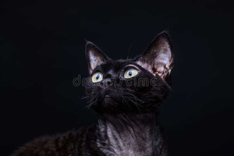 445 Black Devon Rex Stock Photos - Free & Royalty-Free Stock Photos ...